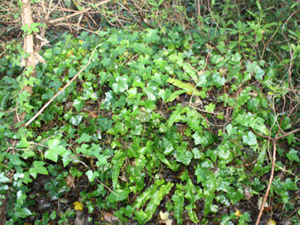 Malin Hall, NORRIRA, Malin, DONEGAL - Buildings of Ireland